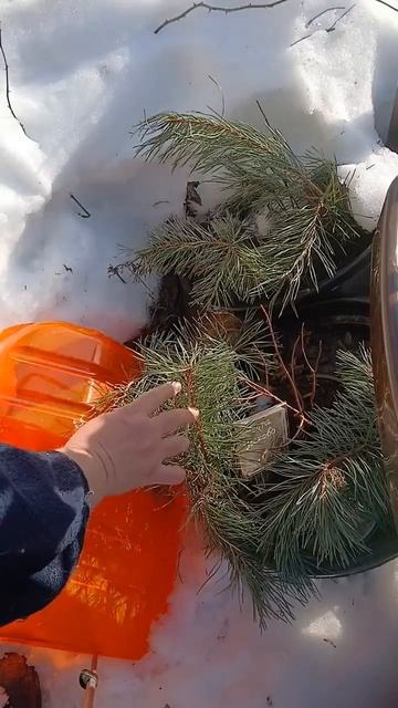 16.03.2026г  Готовлюсь к черенкованию метельчатой гортензии Мечта Лесково.