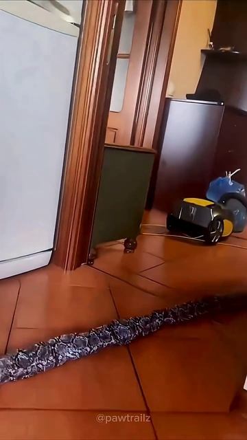 Реакций котов.