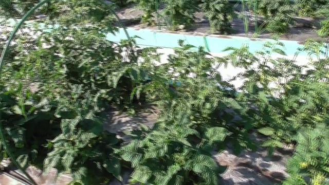 Как формировать Томатных Гномов? 2023 год.