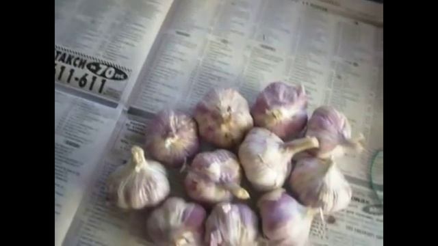 2294.  Озимый чеснок, хранение в прикопе от А до Я.