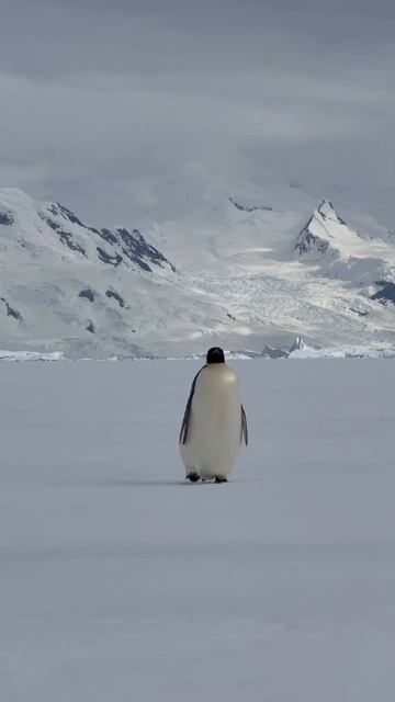 Императорский пингвин Антарктиды