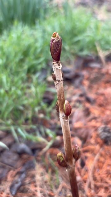 Как перезимовали крупнолиственные гортензии в открытом грунте Севастополя? Какой вредитель проснулся