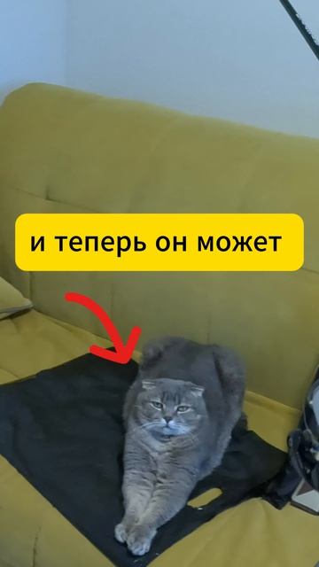 🧐Пояснил коту за новую палку | Kuying Teton TTS 510S Скоро на канале #мормышинг #микроджиг #shorts