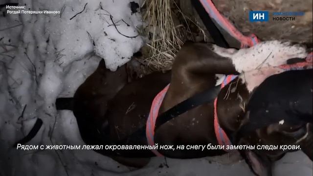 В Иванове нашли жестоко убитую собаку, привязанную к дереву