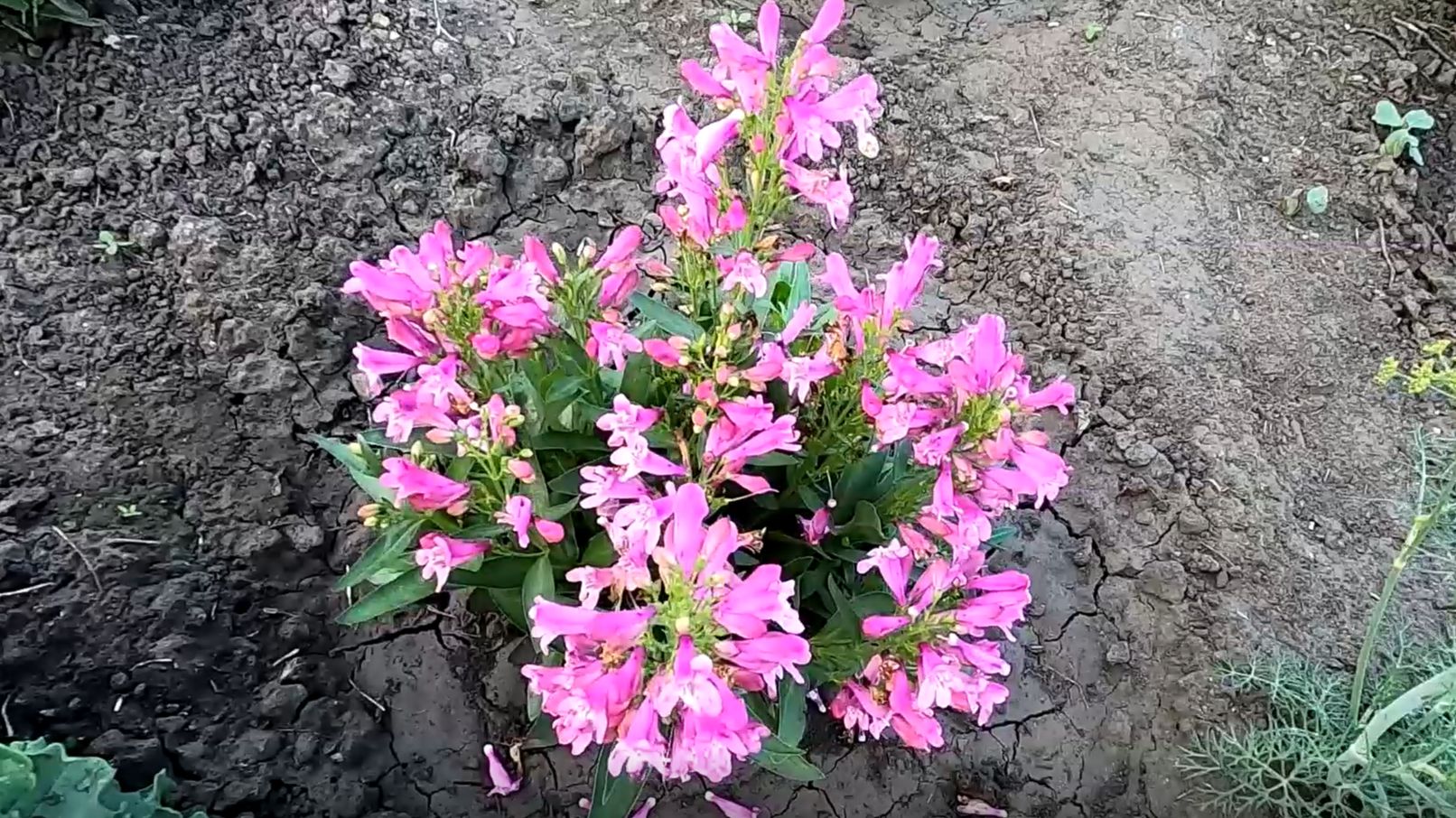 Первые всходы пенстемона на рассаду