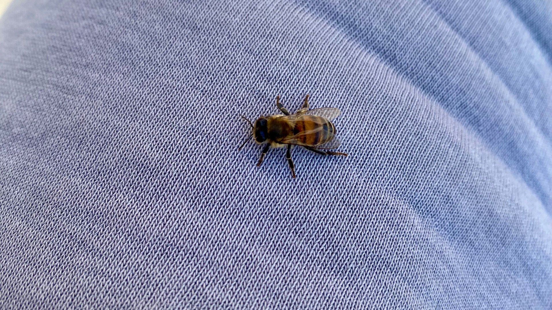 Зимовка пчел 2026