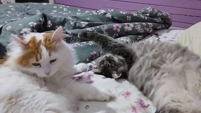 Кот Фунтик и Забава желают всем хорошего дня!