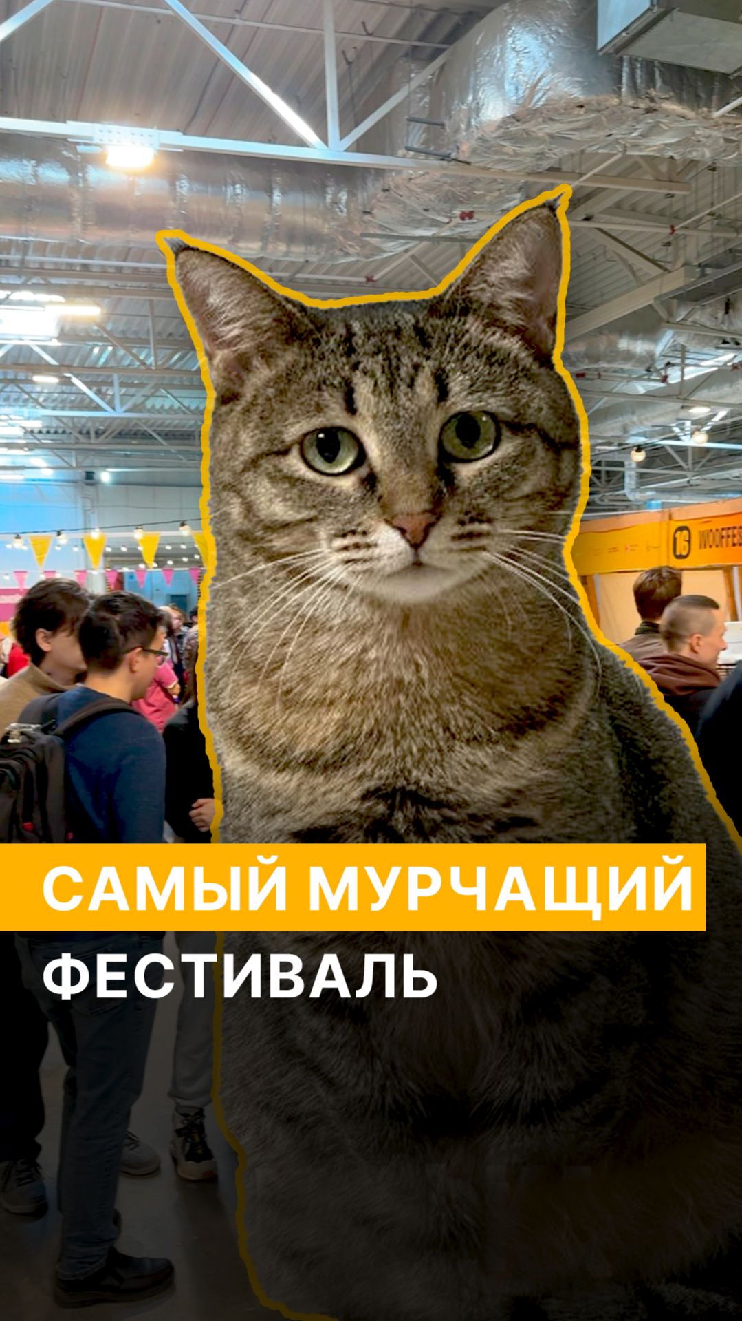 Самый мурчащий фестиваль