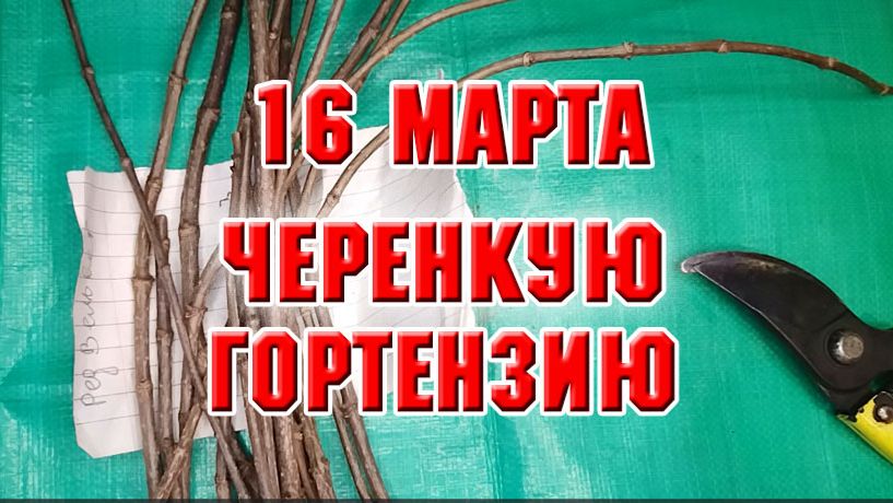 16 марта. Черенкую гортензию