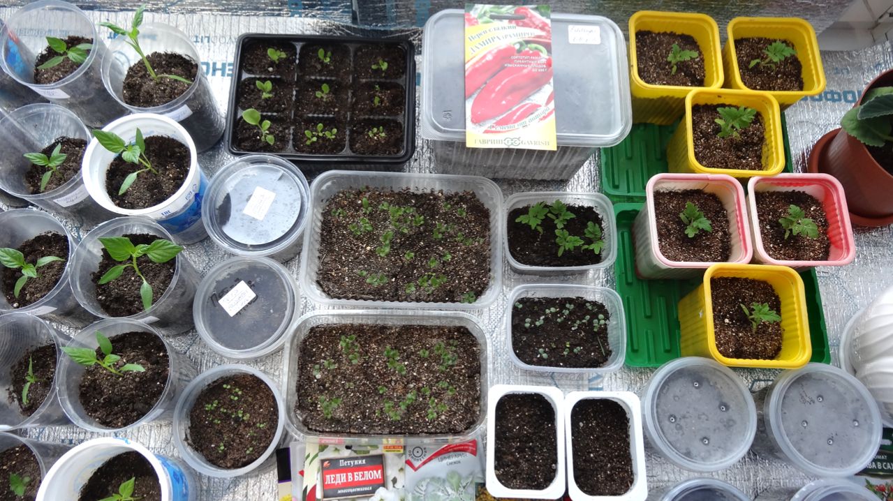 Вся рассада на середину марта 2026г. Что радует? А что не очень? (Западная Сибирь)