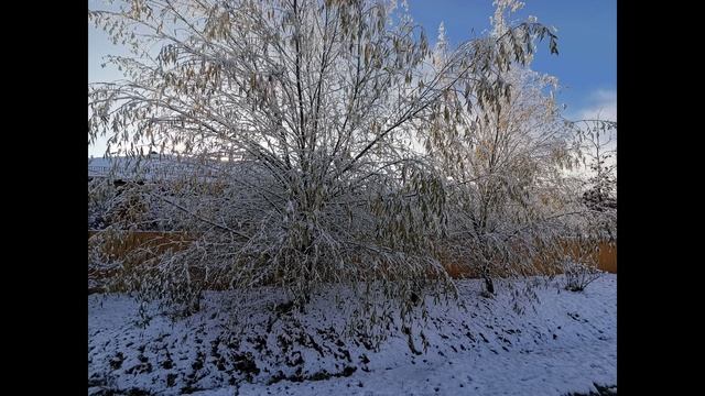 Клип на песню "Клён" (кавер) - исполняет Светлана Руль.