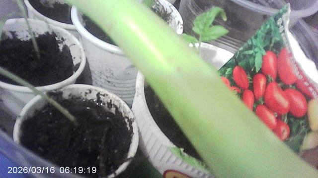 Обзор: рассада томатов (помидоров) сорта  ОляФ1