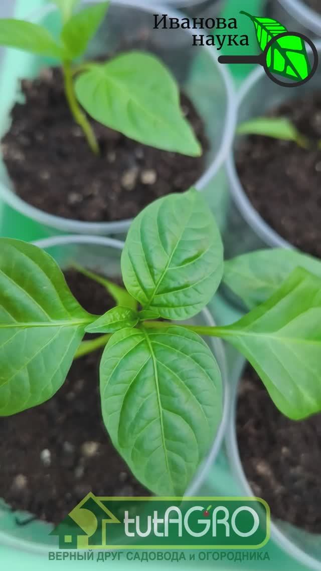 1 действие ПОСЛЕ ПИКИРОВКИ, которое УТРОИТ ваш урожай. Добавьте в стакан: рассада как на дрожжах!