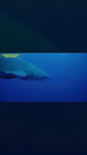 Истинные размеры Мегалодона 🦈