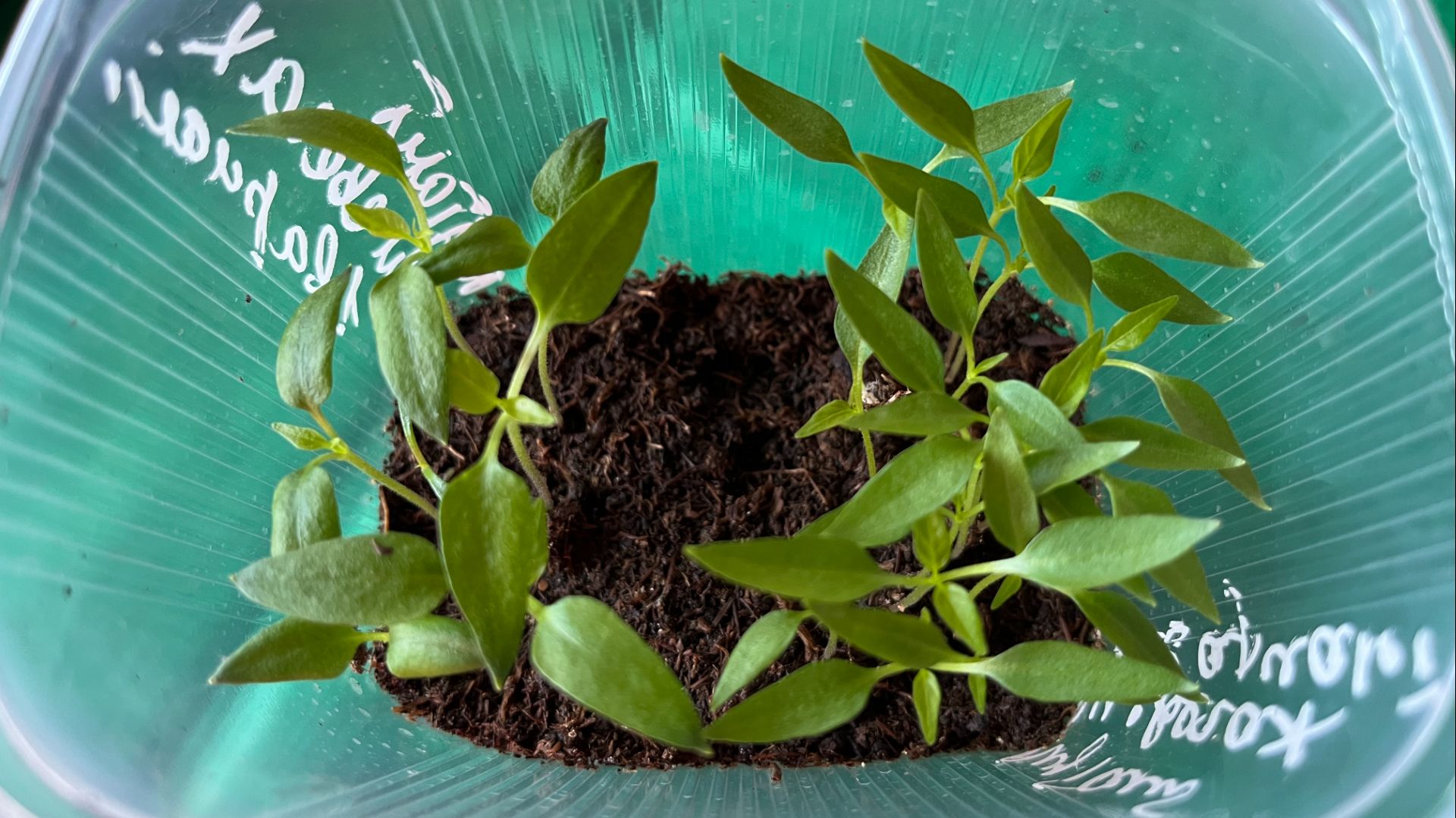 Обзор рассадника, как я пикирую перцы, что добавляю в грунт, покупки