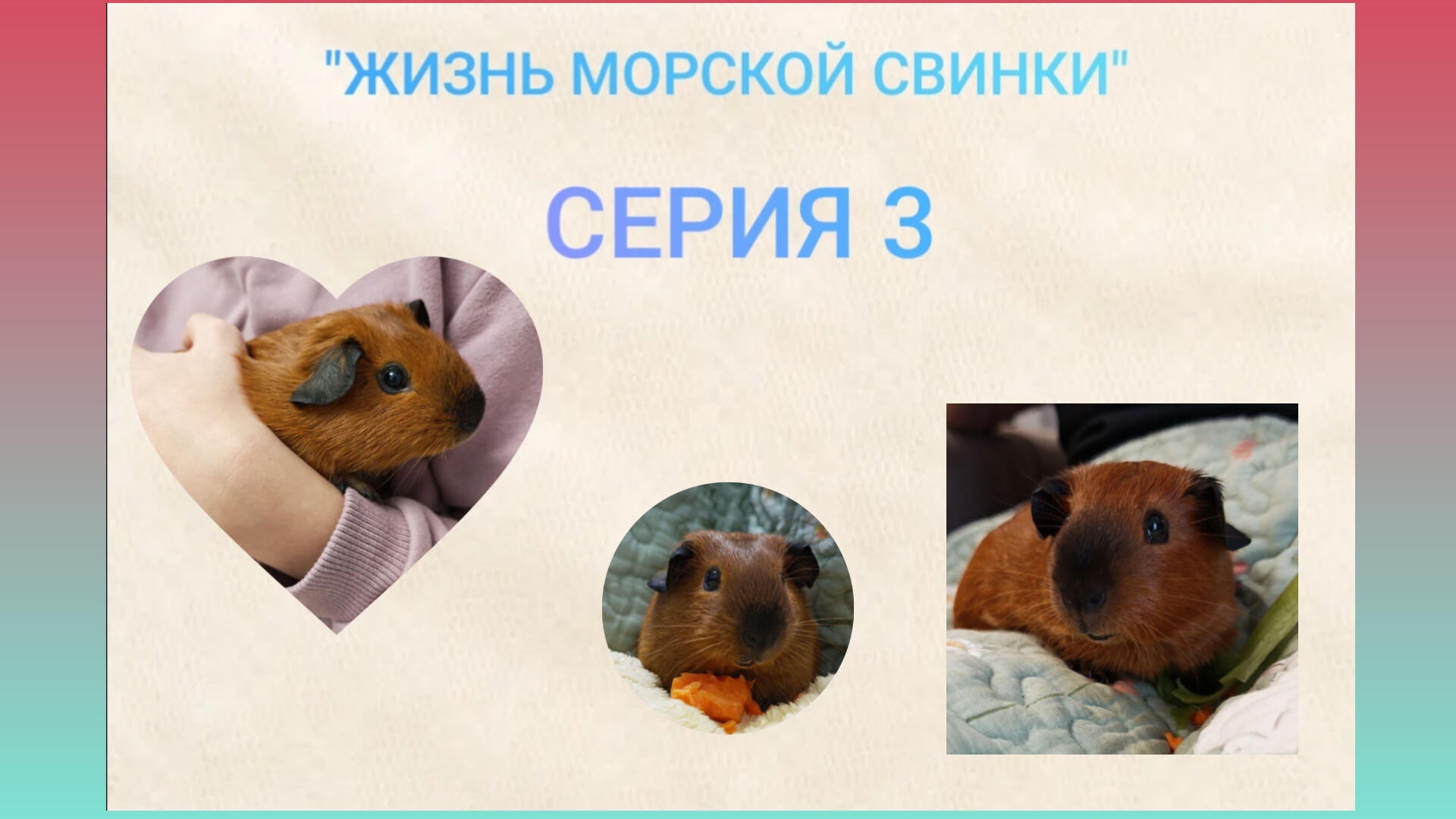 СЕРИАЛ "ЖИЗНЬ МОРСКОЙ СВИНКИ"/СЕРИЯ 3/Морская Свинка Орешек