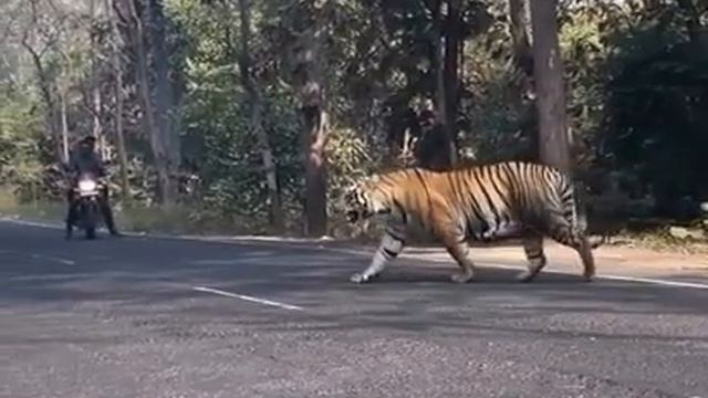 Какой красивый тигра