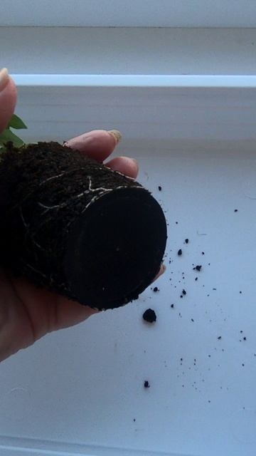 Пикировать или пересаживать рассаду томата. Когда делать то или другое. Что такое пикировка.