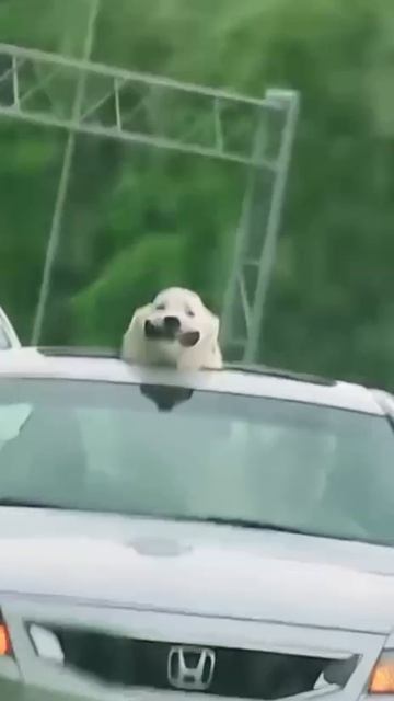 Самый счастливый пес в мире