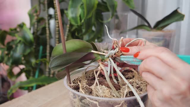 Листья вялые, корни не питают орхидею. Срочно снять орхидею и посадить.