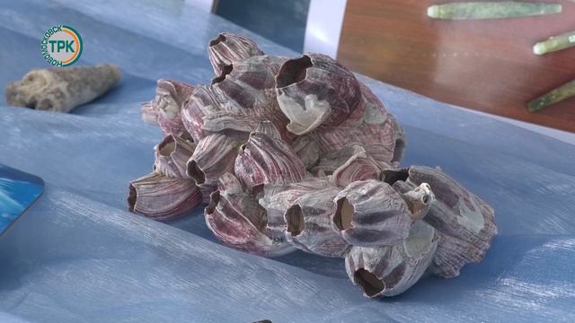 Морская рапсодия заиграла в Новомосковске