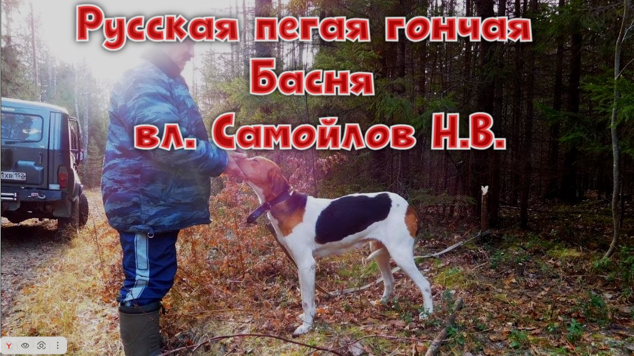 Русская пегая гончая Басня вл. Самойлов Н.В. #охотасгончей#собака #животные #топ #hunting