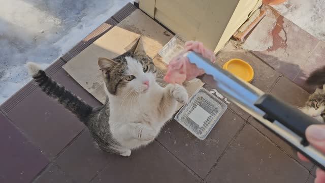 🔥коты поют, Клёпа и танцует теперь, Енот подпевает🐈⬛🐈