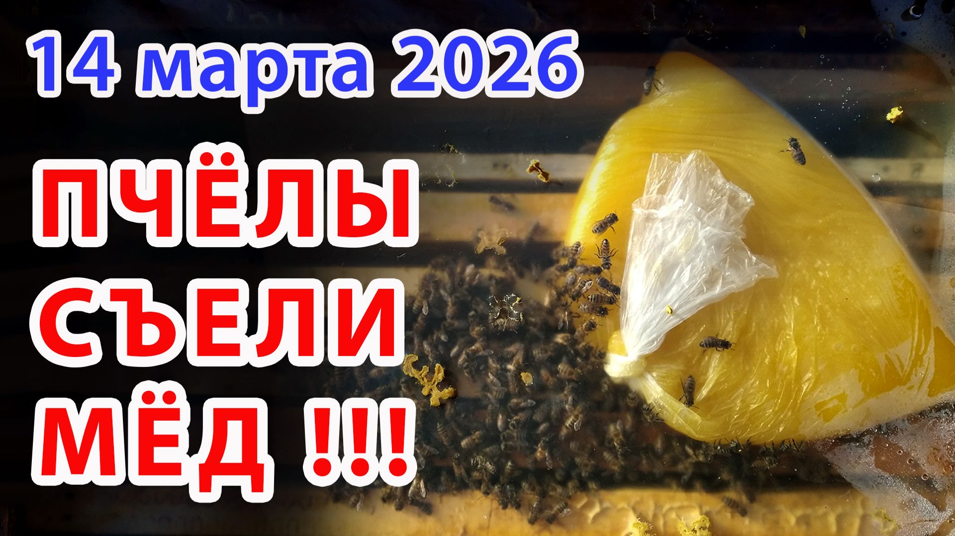 СЕРЕДИНА МАРТА СЛЕДИМ ЗА КОРМАМИ