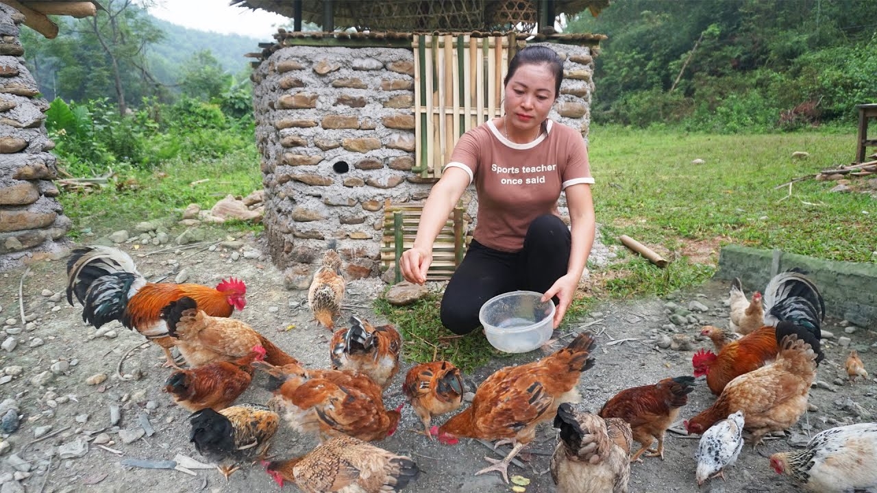Достраиваю курятник, выращиваю цыплят, помогаю жителям деревни собирать урожай риса. Серия 9. Се