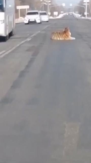 Тигр перекрыл движение на трассе в Хабаровском крае.