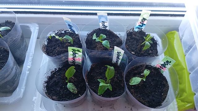 Посеяла томаты (14 и 15 марта). Раздобыла рассаду перцев.