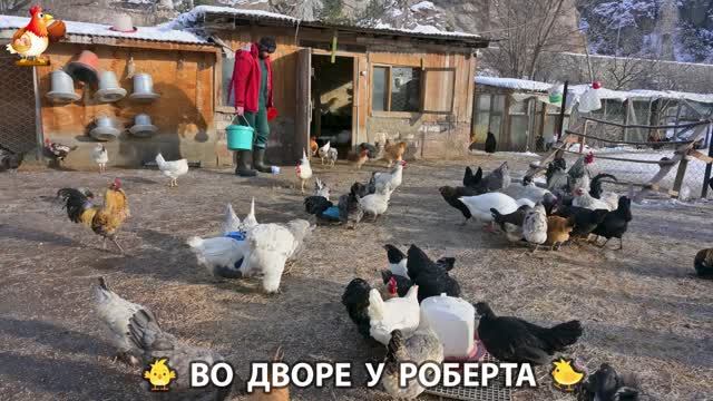 Содержание кур в домашних условиях и других птиц во дворе у Роберта 🐣🐤🦆🐔🪿🦃 (444)