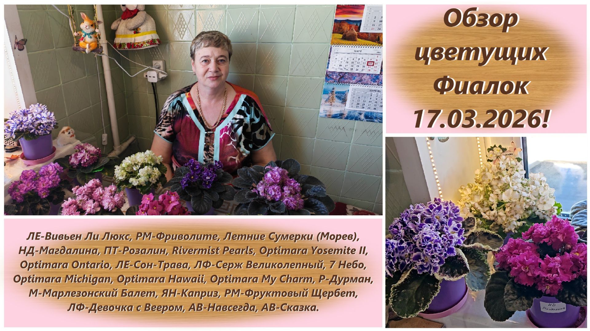 Обзор цветущих Фиалок 17.03.2026!