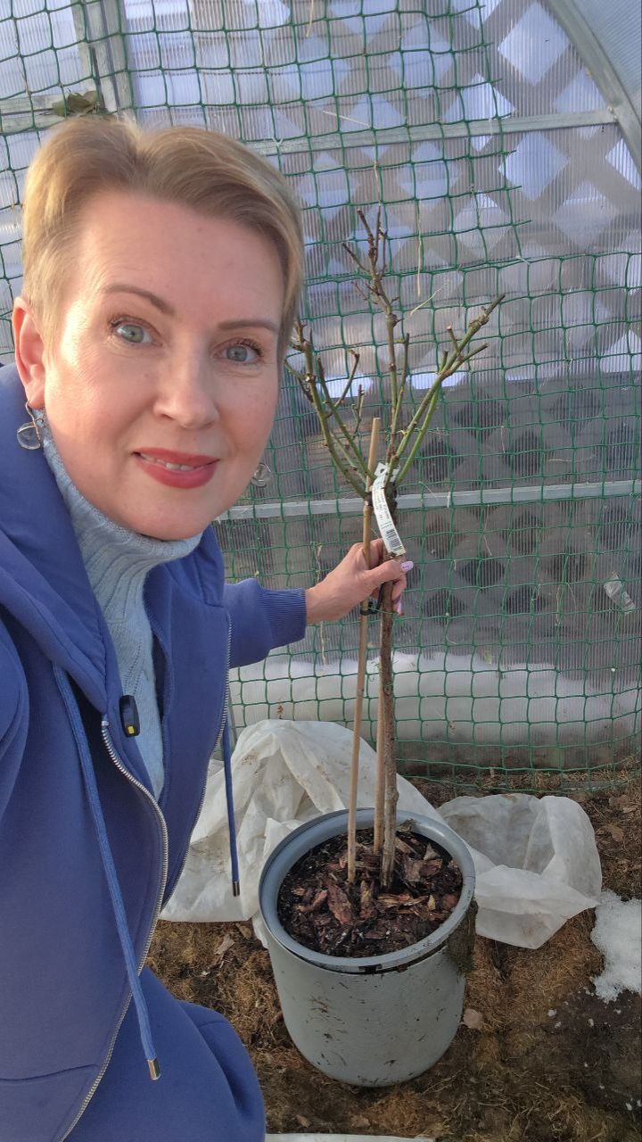 16 марта | Вышла Таша в огород | как там после зимы | штамбовая роза в теплице | что пострадало