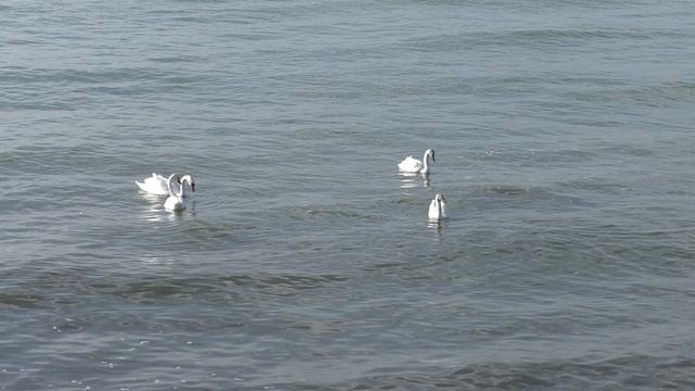 Лебеди на "Черепашке".