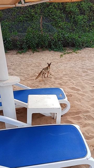 Лиса на пляже