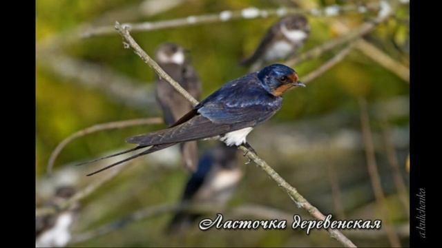 ПОЗНОВАТЕЛЬНЫЙ РЕЛАКС. Слайд Шоу.