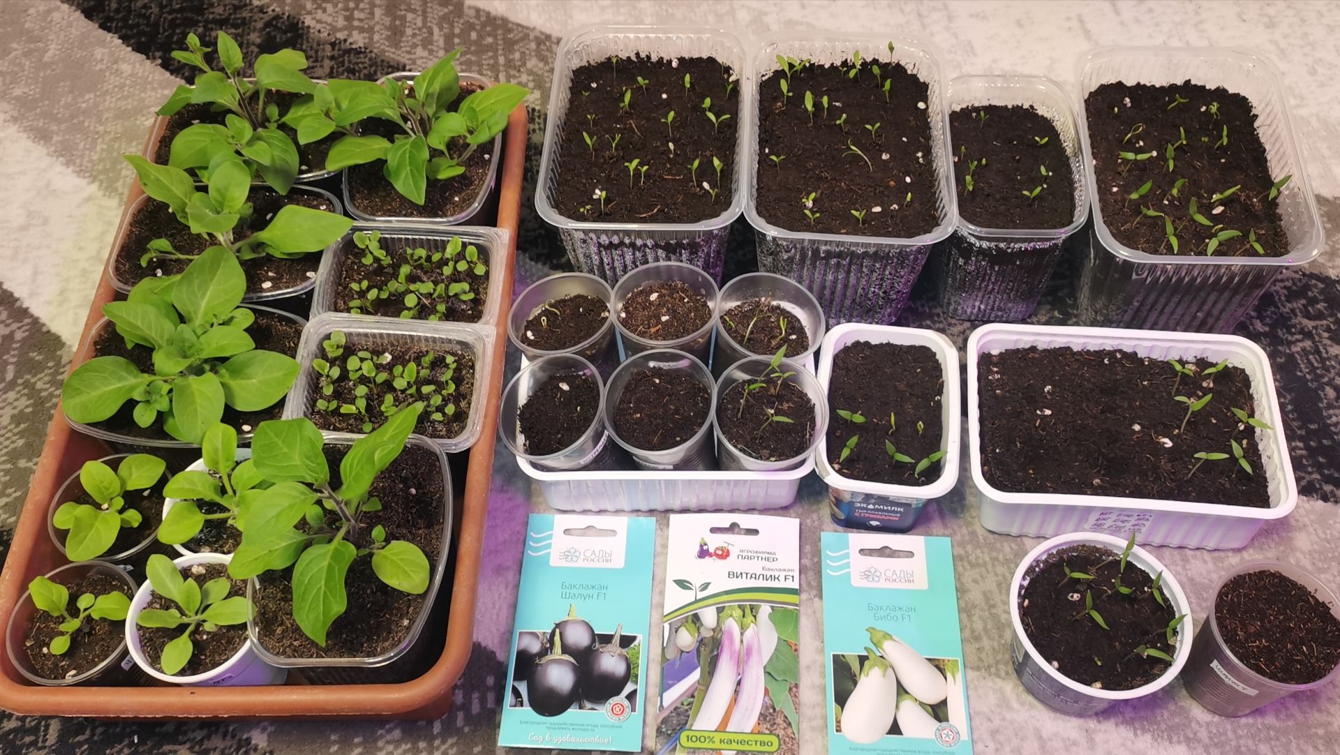 Срочно пересеиваю баклажаны! Всходы сладких перцев и флоксов сезон 2026.