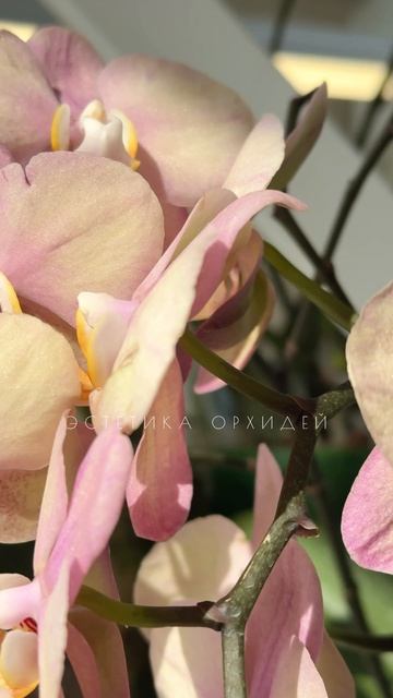 Красивое цветочное