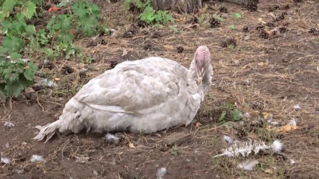 Архангельская слобода Ульяновск 2021