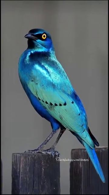 Hell Of A Pretty Bird