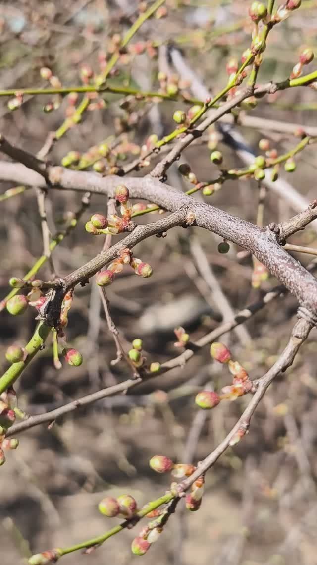 🌿🍃🌸 ПРИРОДА 15 МАРТА. ПОЧКИ БУХНУТ, ПЛОДОВЫЕ ДЕРЕВЬЯ СКОРО ЗАЦВЕТУТ! САМОПОЗНАНИЕ ЧЕРЕЗ КИНО