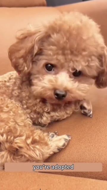 собакам сказали, что они приёмные