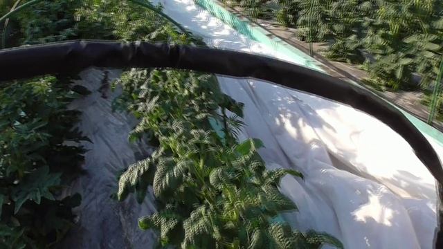 40 дней не поливала этих Томатных Гномов! 2023 год.