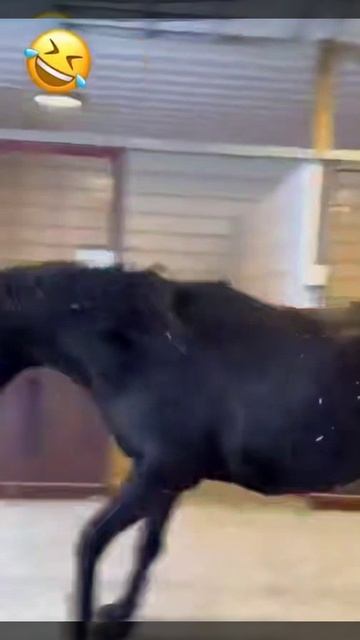 Как конь на льду