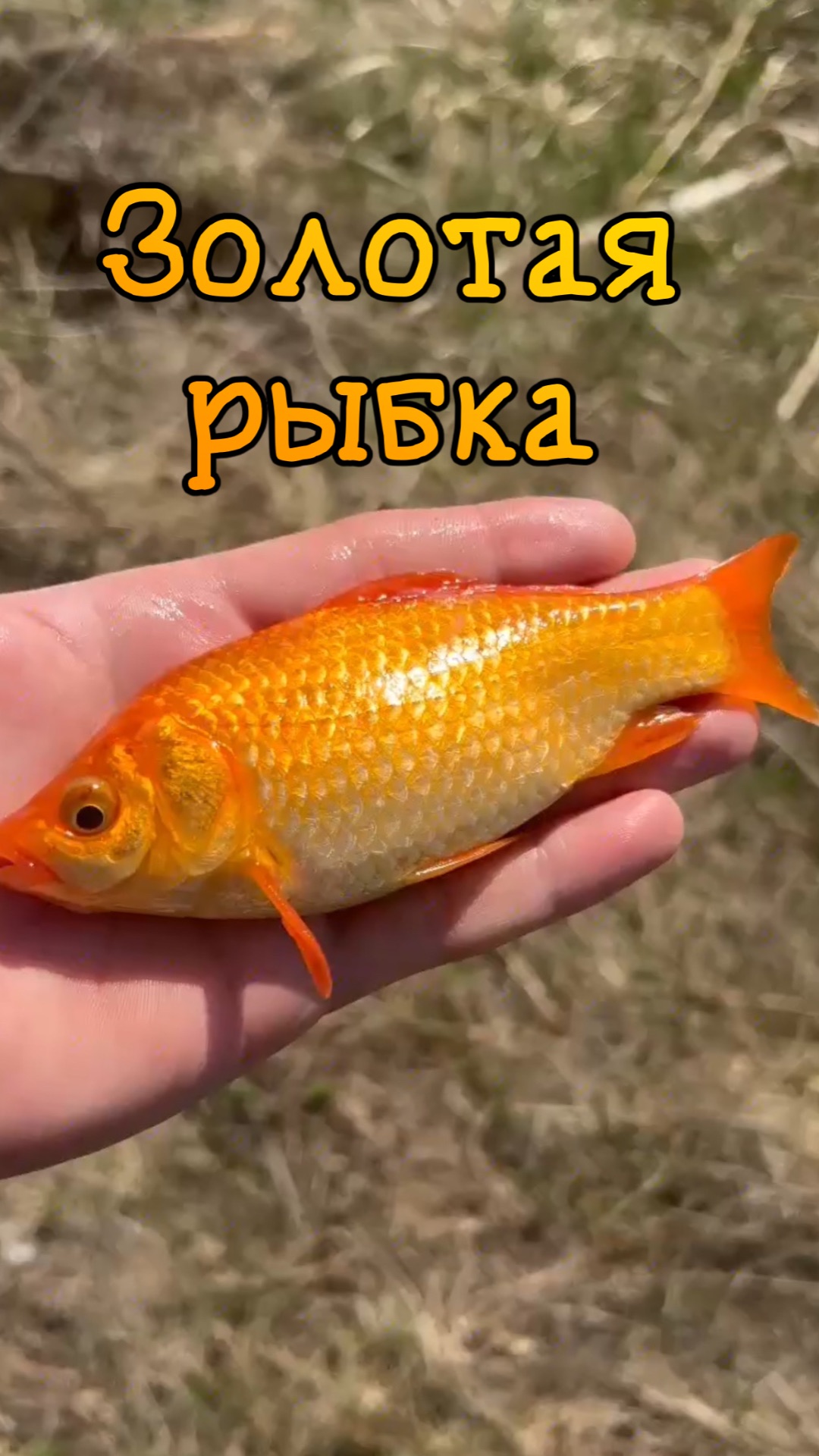 Как выглядит золотая рыбка.