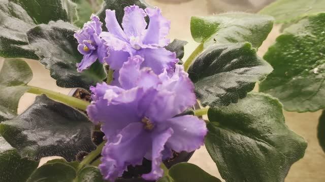 Фиалки на стеллажах.ч2 ,16/03. Цветет немного...