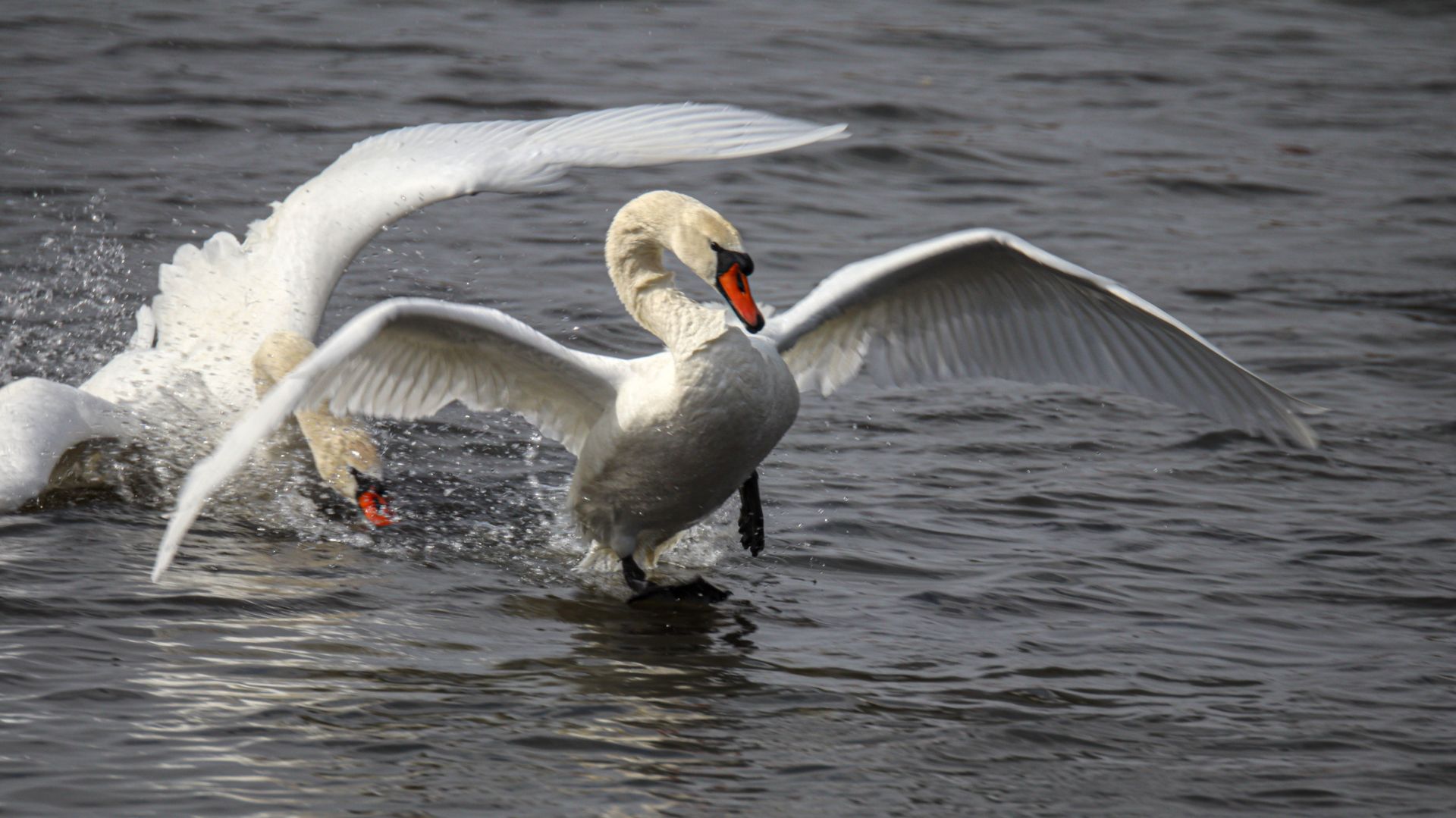 🦢 Посмотрели, как живёт река Разумная близ Дорогобужино: лебеди, нутрии, кряквы и т.д.