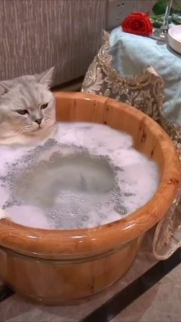 Смешные коты #115-4