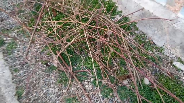 Обрезка и подвязка ежевики садовой, март 2026г.